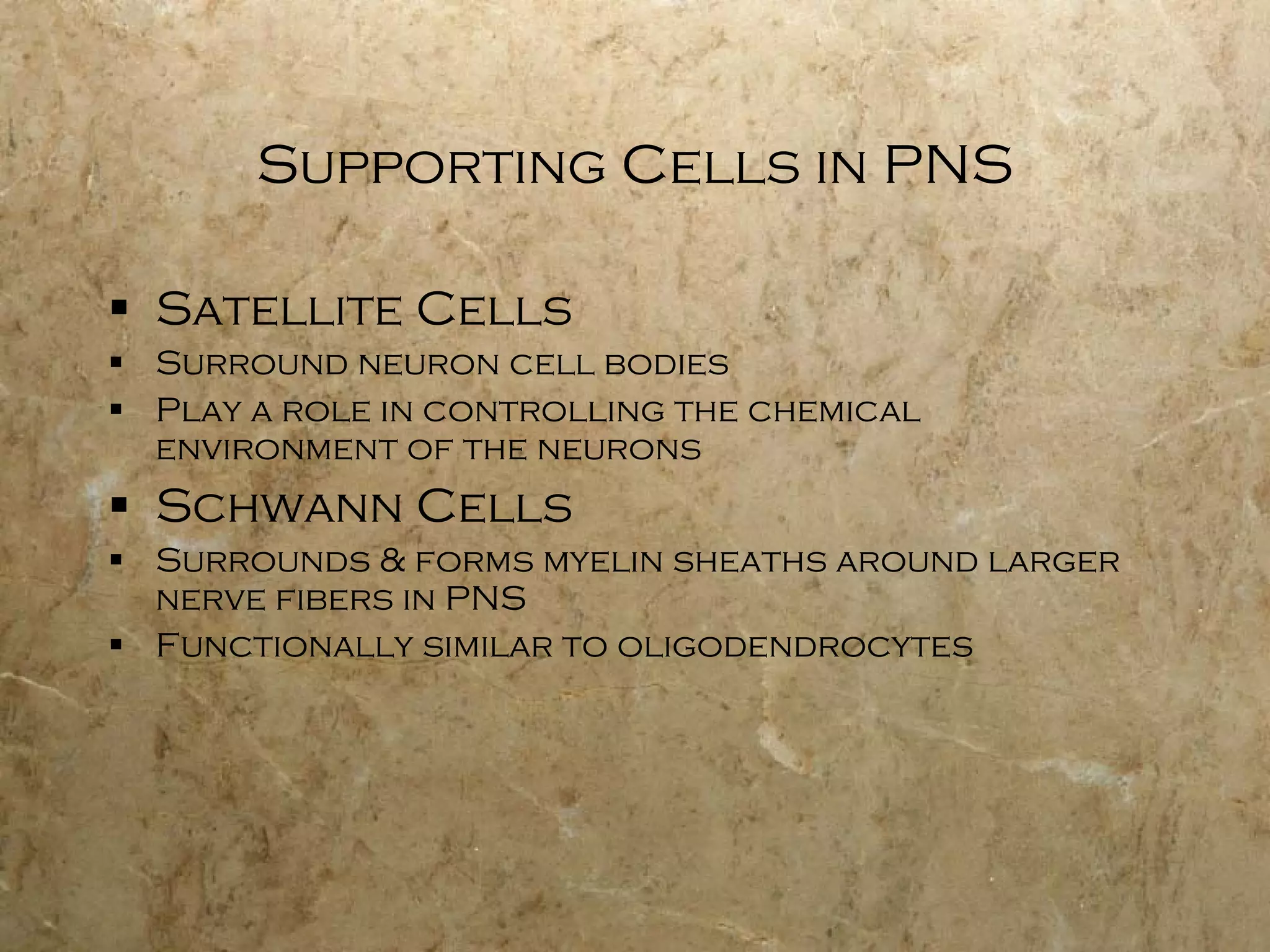 Nervous system | PPT