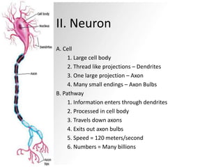 Nervous system | PPT