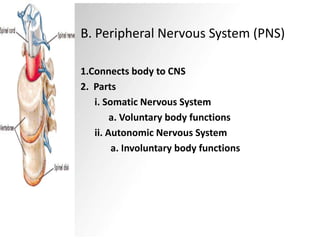 Nervous system | PPT