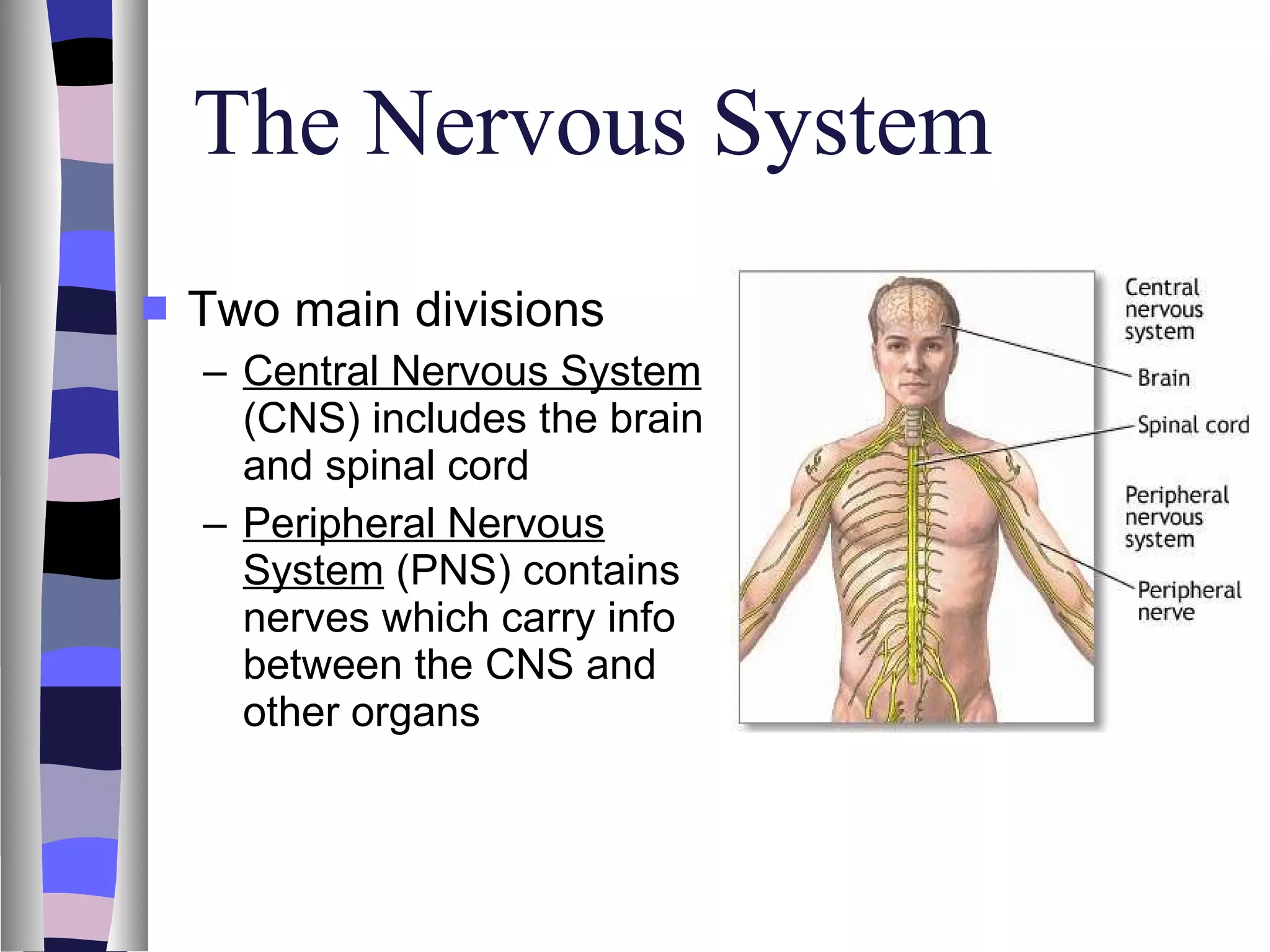 Nervous system | PPT