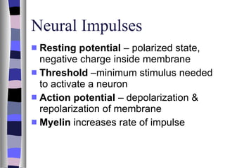 Nervous system | PPT