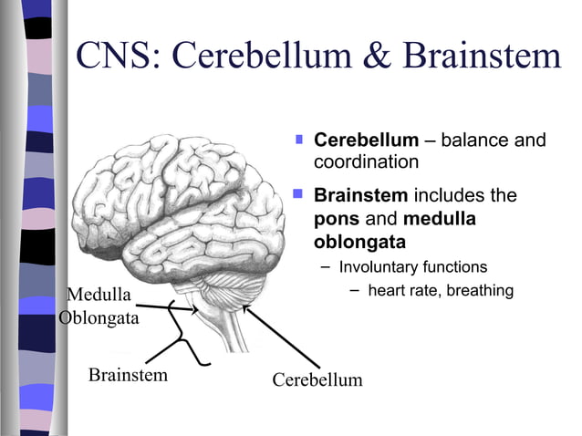 Nervous system | PPT | Free Download