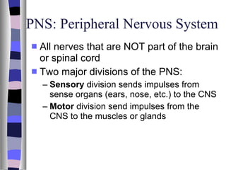 Nervous system | PPT
