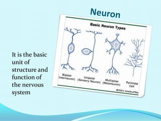 Nervous system | PPTX