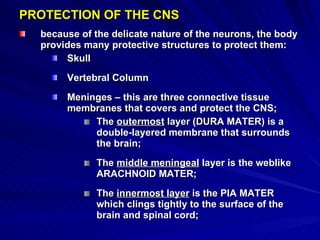 Nervous system | PPT