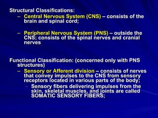 Nervous system | PPT