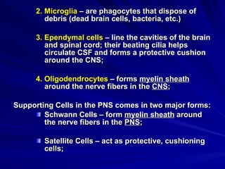 Nervous system | PPT