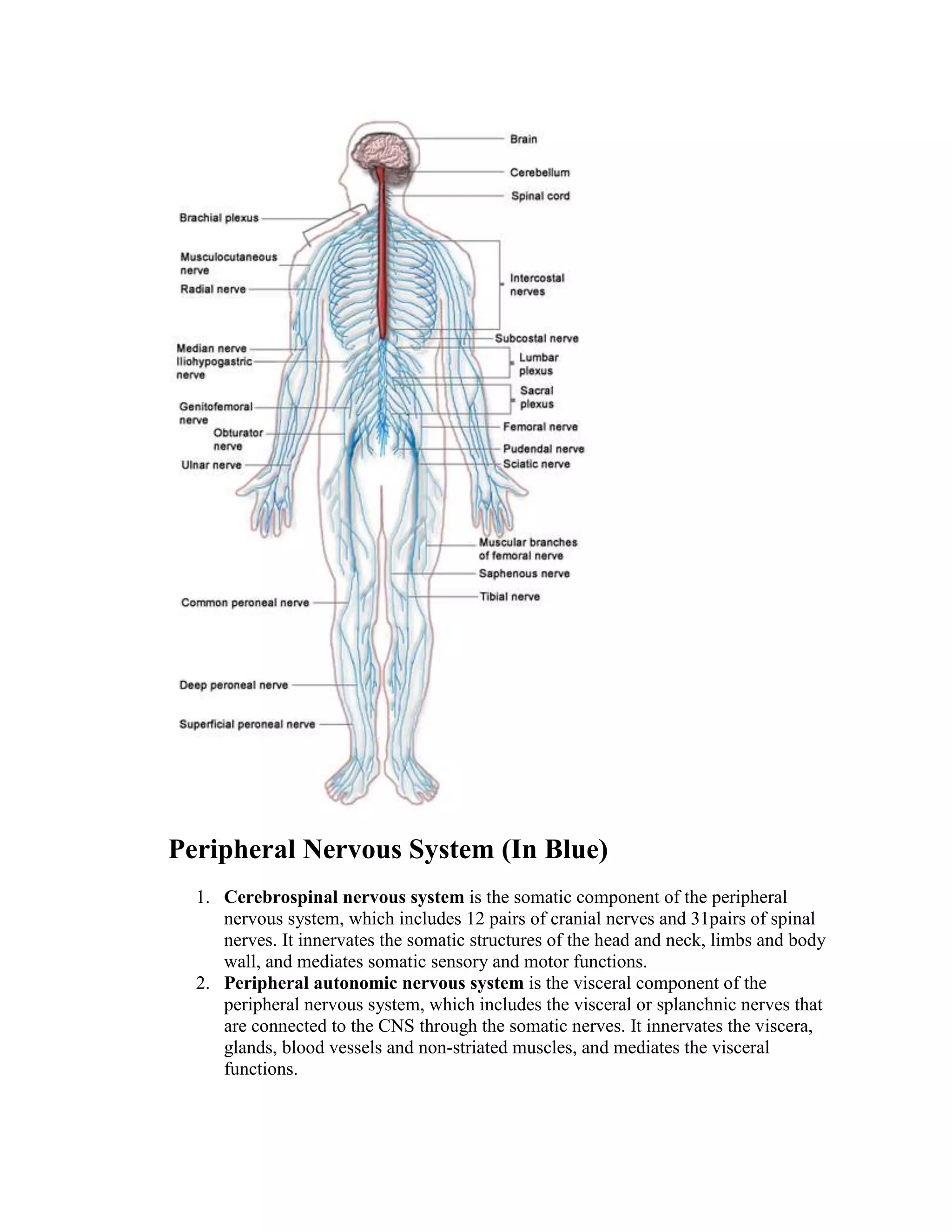 Nervous system | DOCX
