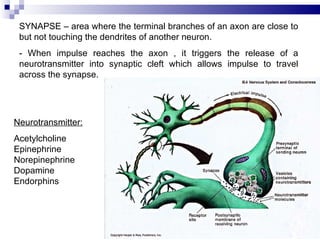 Nervous system | PPT | Brain and Nervous System Disorders | Diseases ...