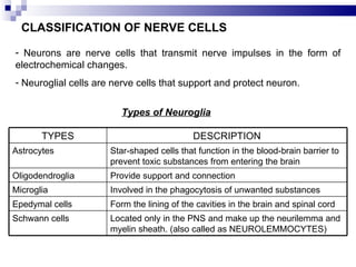 Nervous system | PPT | Brain and Nervous System Disorders | Diseases ...