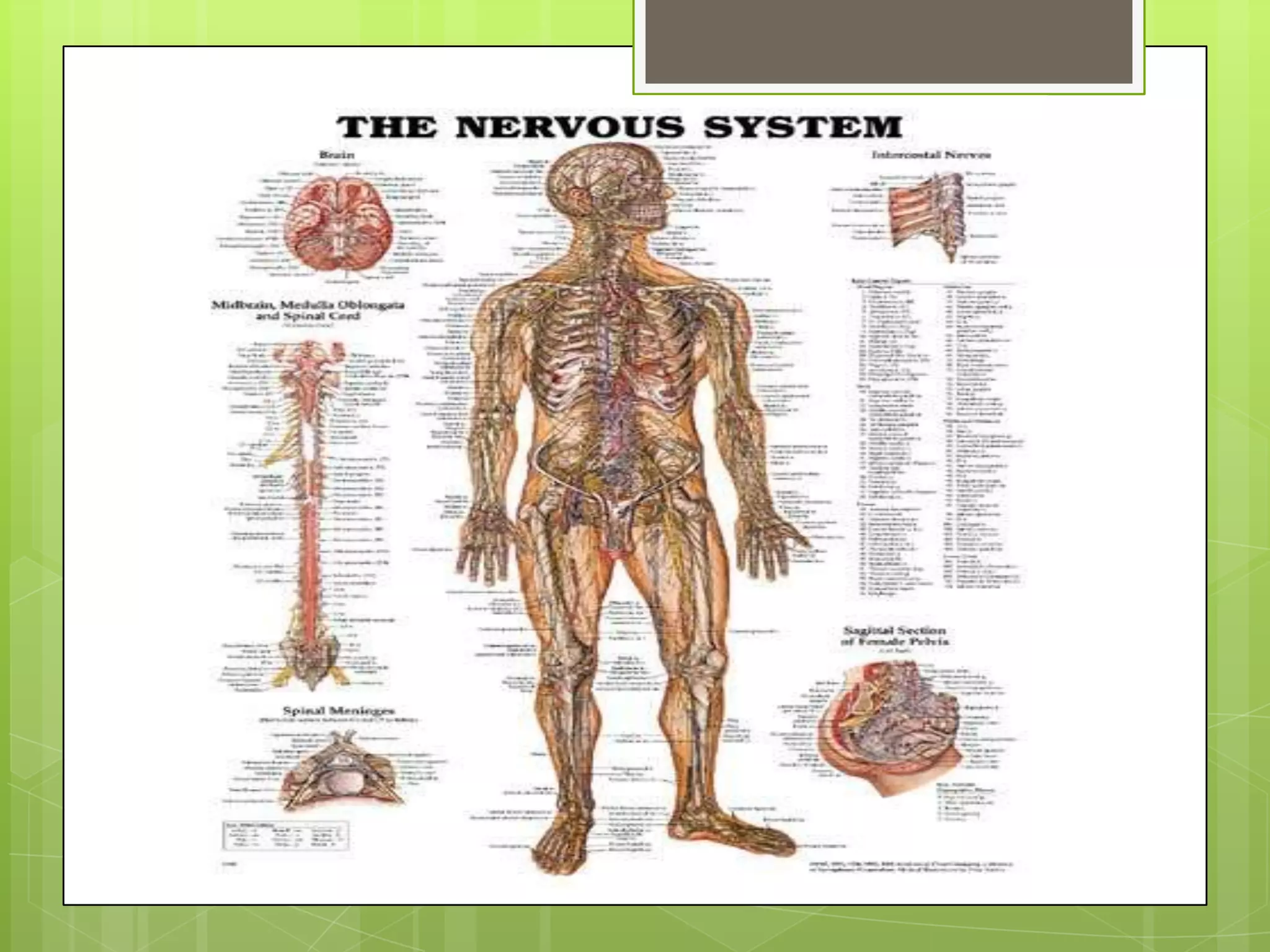 Nervous system | PPT