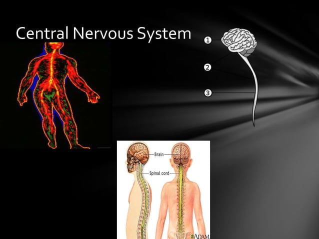 Nervous system | PPTX