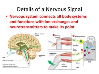 Nervous system | PPTX