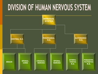 Nervous system | PPT