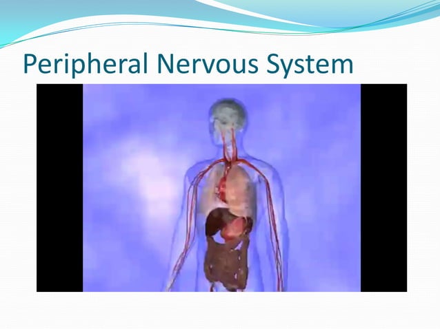 Nervous system | PPTX