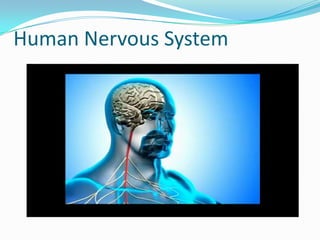 Nervous system | PPTX