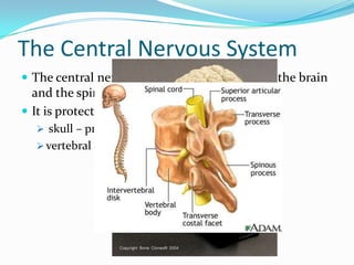 Nervous system | PPTX