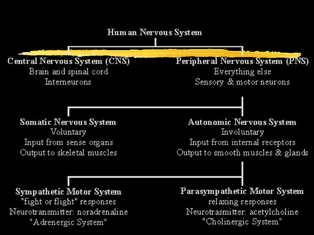 Nervous system | PPT