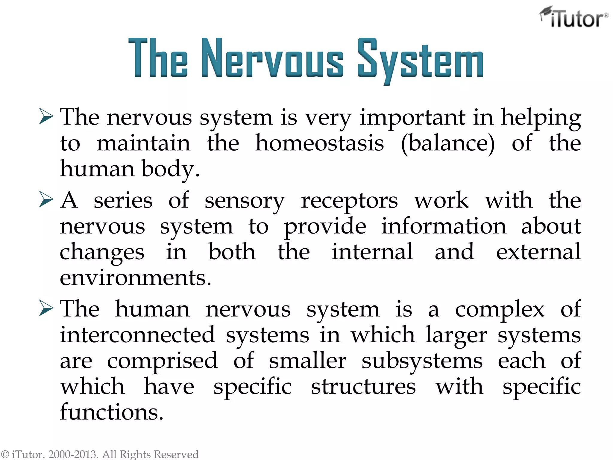 Nervous System | PPTX