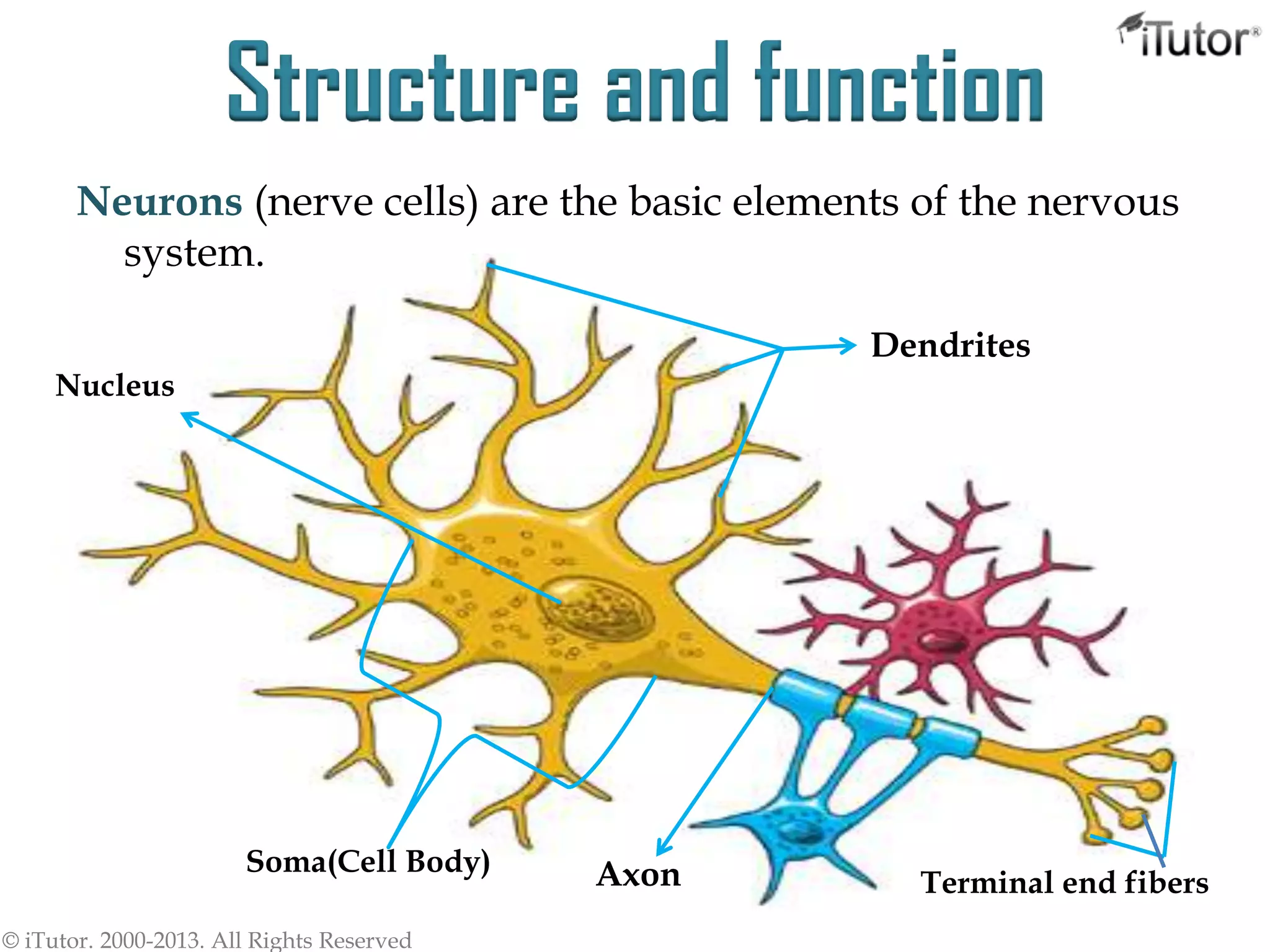 Nervous System | PPTX