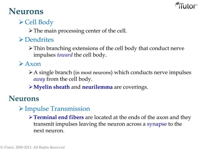 Nervous System | PPTX