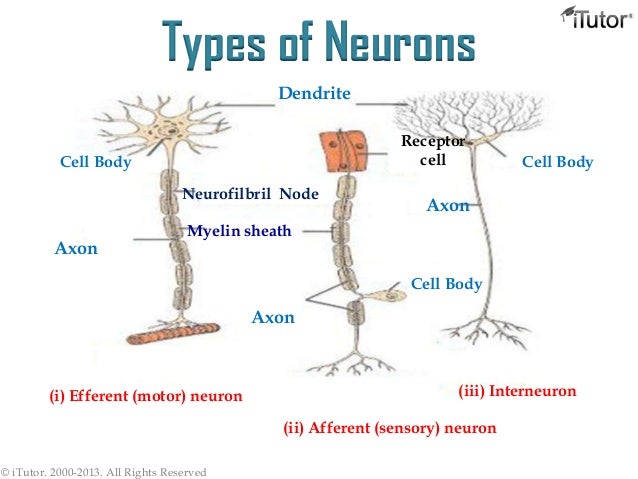 Nervous System