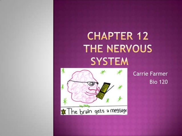 Chapter 12 Nervous system | PPTX