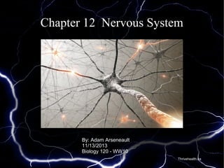 Nervous system | ODP