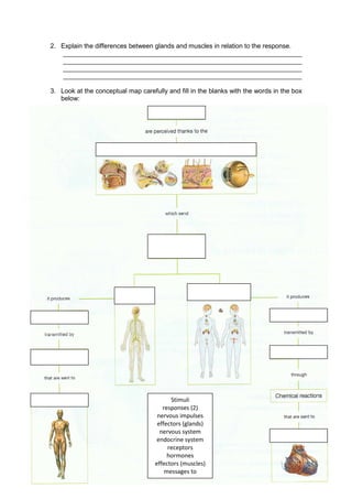 Nervous system | PDF
