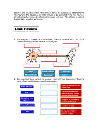 Nervous system | PDF | Brain and Nervous System Disorders | Diseases ...