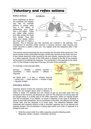 Nervous system | PDF | Brain and Nervous System Disorders | Diseases ...