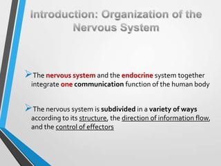 Nervous system | PPT