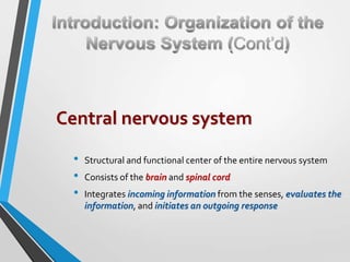 Nervous system | PPT