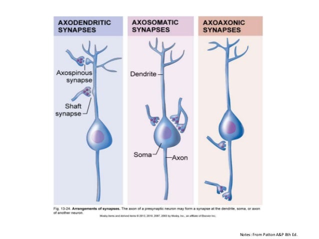 Nervous system.yocum.2014