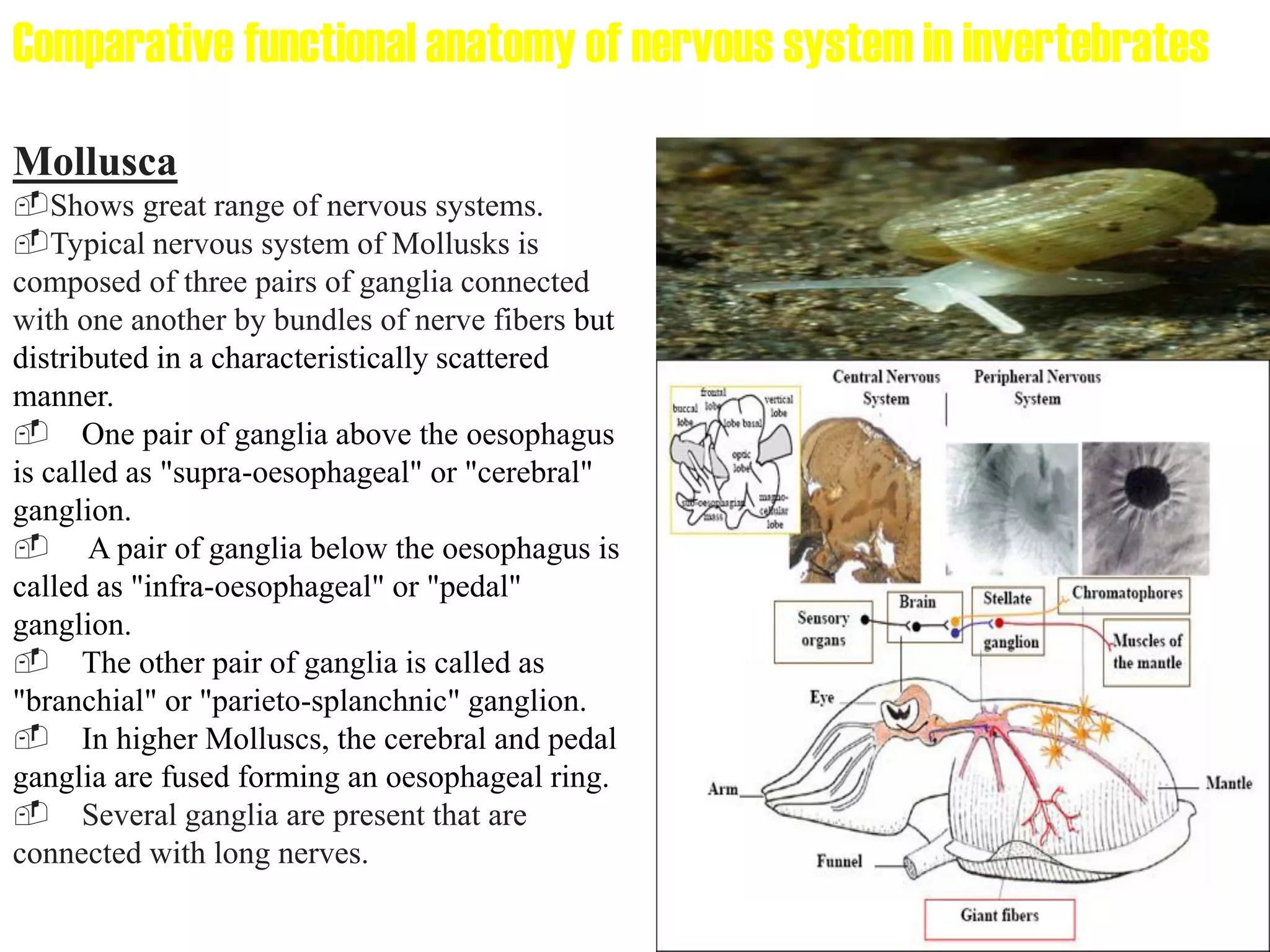 Nervous system | PDF