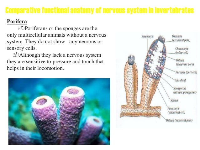Nervous system