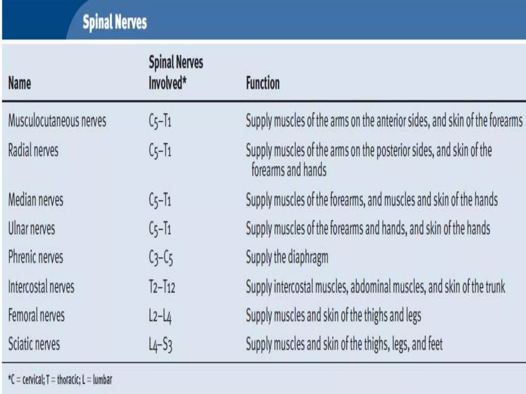 Nervous System and Types of Nerves ppt | PPTX