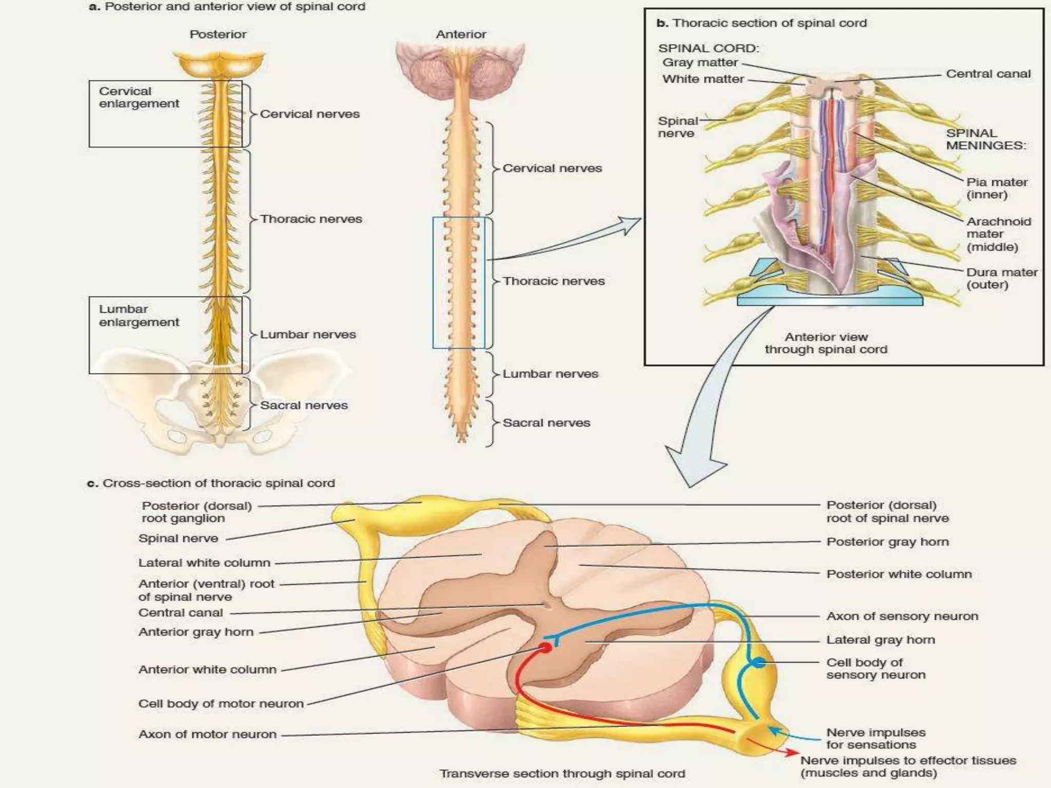 Nervous System and Types of Nerves ppt | PPTX