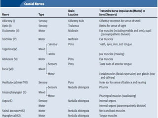 Nervous System and Types of Nerves ppt | PPTX