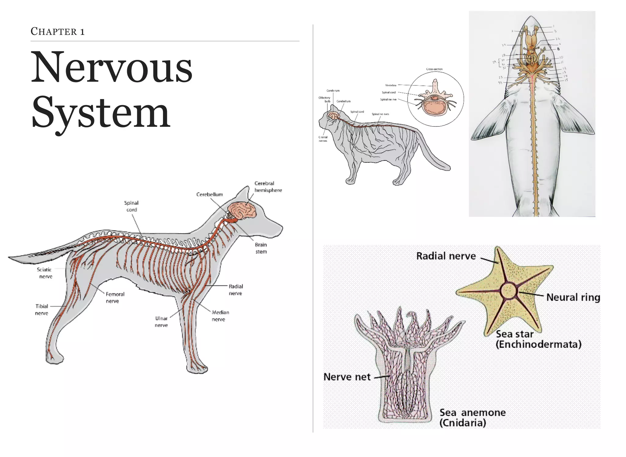 Nervous system | PPT