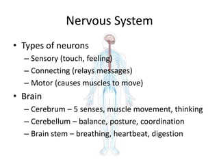 Nervous system | PPTX