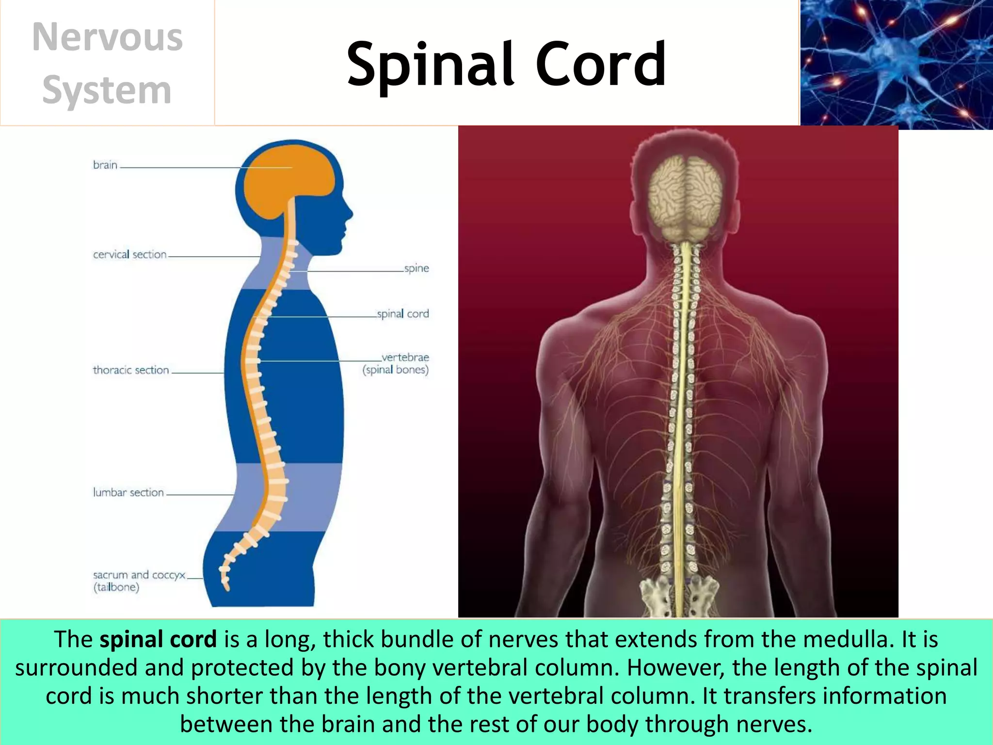 Nervous System | PPTX