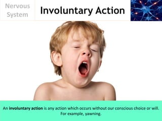 Nervous System | PPTX