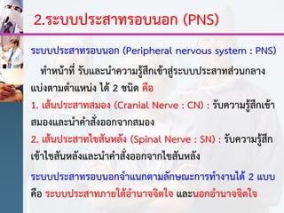 ระบบประสาท (Nervous System) | PDF