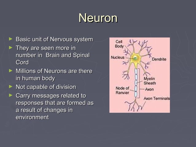 Nervous system | PPT