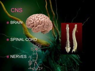 Nervous system | PPTX
