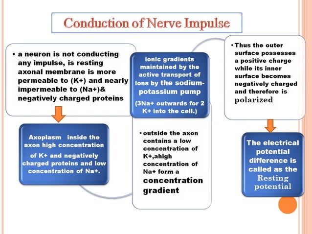conduction of nerve impulse & synaps | PPT | Brain and Nervous System ...