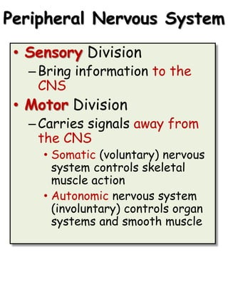Nervous system | PPSX