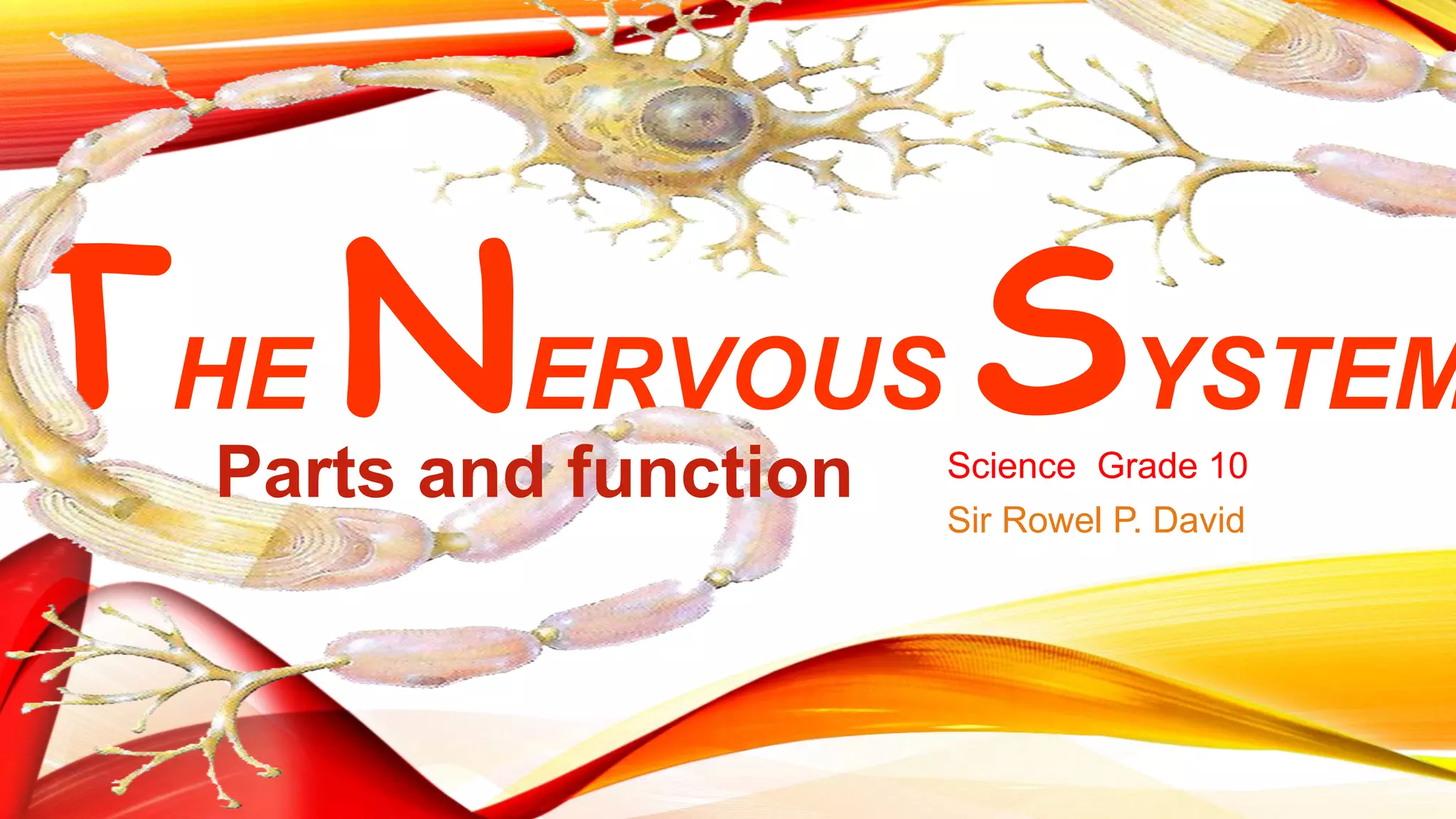 Nervous system | PPTX | Brain and Nervous System Disorders | Diseases ...
