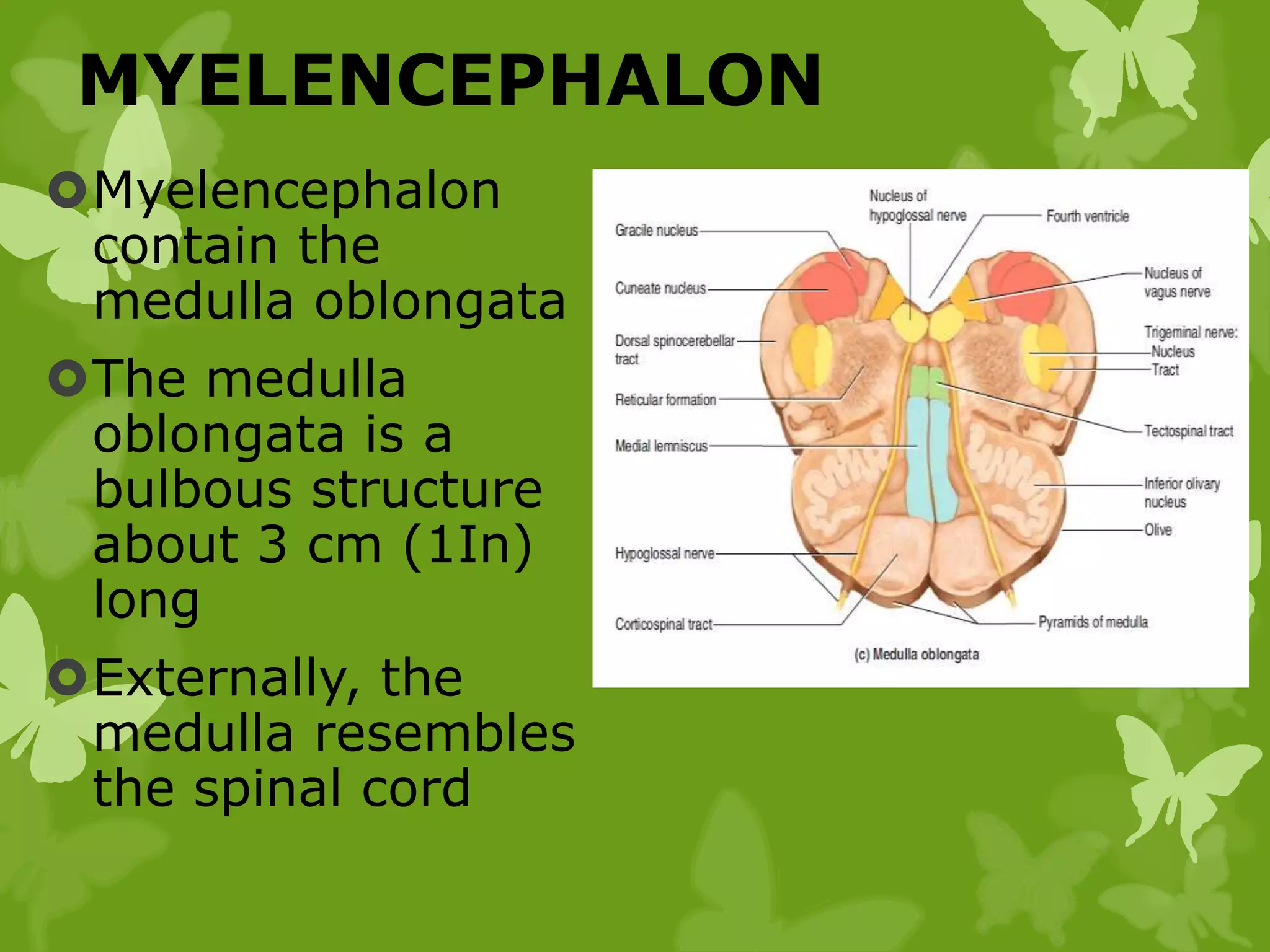 NERVOUS SYSTEM ANATOMY | PPTX